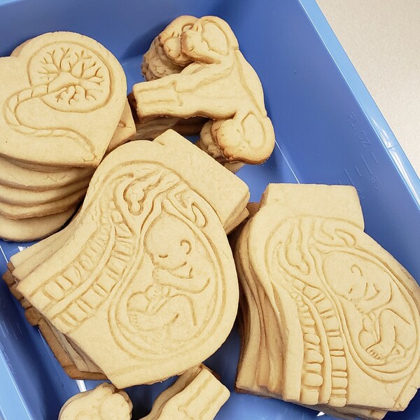 Pregnant Womb With Fetus Cookie Cutter | Anatomy Physiology Medicine ...
