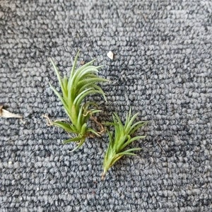 Neglecta Mini Air Plants Tillandsia, Air Plant, Indoor Plant, House ...