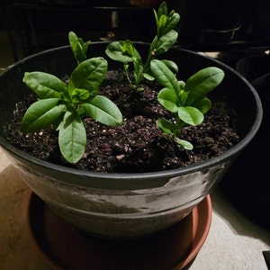 400 Organic Seeds of Waterleaf Gbure, Mgbolodi and Ebe Dondon, Talinum ...