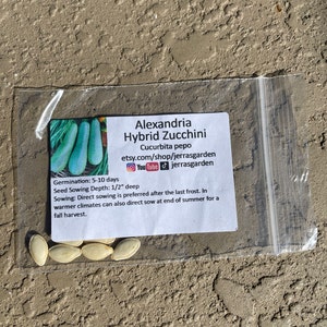 Tromboncino Rampicante Huge Italian Heirloom Zucchini Squash | Etsy