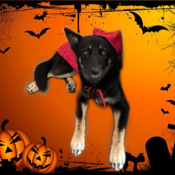 DOG Cape With Hood - Etsy