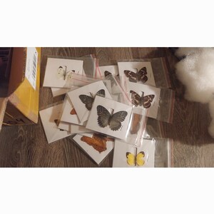 5-100PCS Real Butterfly Specimen Taxidermy Insect Butterflies Decor ...