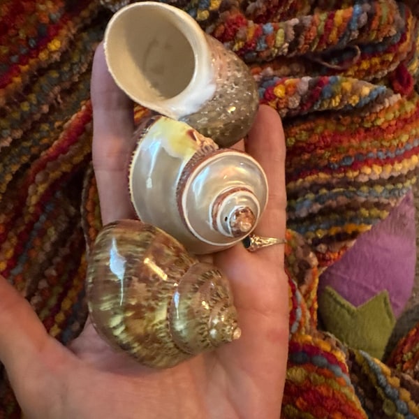 Beach Decor Seashell Stand - Large and Small Display Stands - Shell ...