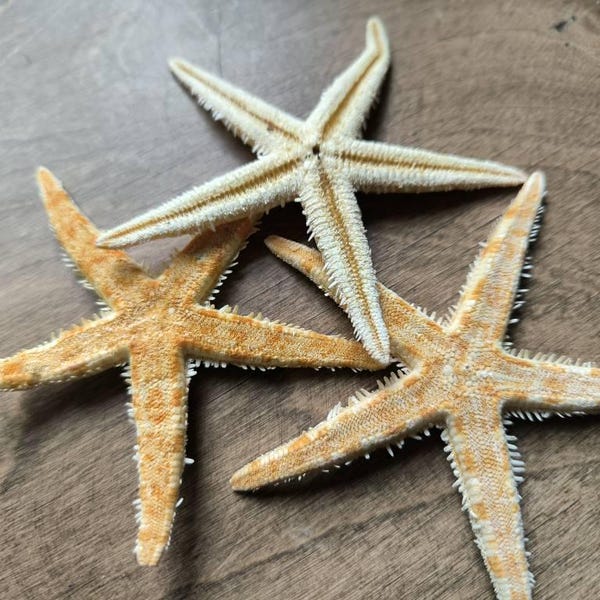 Turbo Burgos, Turbo Burgos White, Sea Shell, Mussel, Large Mussel ...