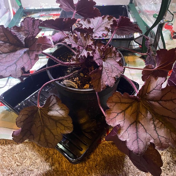 Heuchera 'spellbound' | Coral Bells, Semi-evergreen - Multiple Size ...