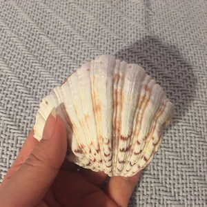 Whale Shark Eye Moon Snail Shell Polinices | Etsy