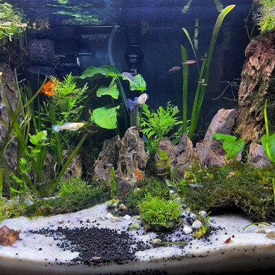 X2 Subwassertang Moss on Cholla Wood Shrimp Hideout & Betta Aquarium ...