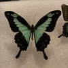 Papilio Phorcas ONE Real Butterfly Blue Green Swallowtail Swordtail ...