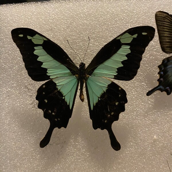Papilio Phorcas ONE Real Butterfly Blue Green Swallowtail Swordtail ...