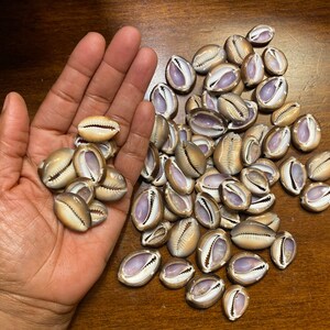 Brown Turkey Wing Seashells Ark Shells Arca Zebra Coastal - Etsy