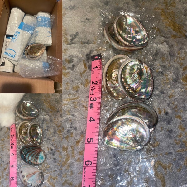 Bulk Polished Red Abalone Shells (25) -size 1"- 3" Seashells, Jewelry ...