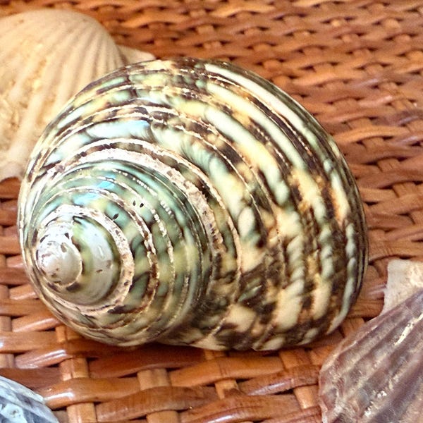 Arrowhead Sand Dollar Shell Extra Large Encope Michelini (1 Shell ...