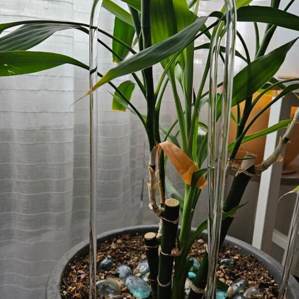 Arch Acrylic Houseplant Trellis With Tapered Connectors - Etsy