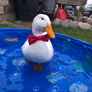 Duck Bowties. - Etsy