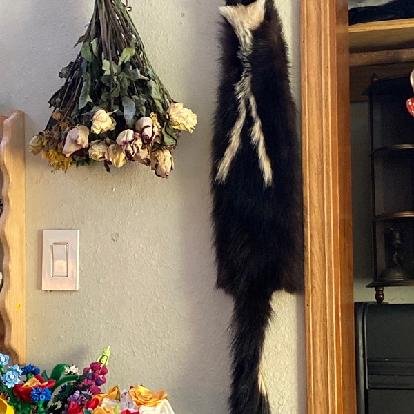 20 Real Coyote Claws! - Etsy