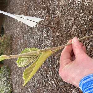 4 Cuttings of Che Seedless Fruit Tree Dormant No Roots No - Etsy