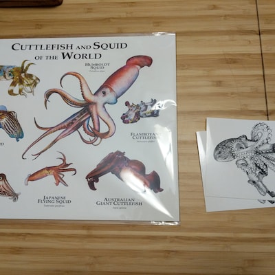 Cuttlefish and Squid of the World Poster Print - Etsy