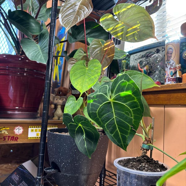 Live House Plant Bloom Harmony’s African Violet ‘wrangler’s Banjo ...