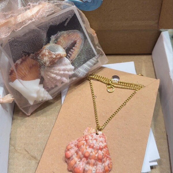 Beautiful Lightning Whelk Shells- Set of 2, Collectible Shells ...