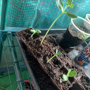 Grow Baggie Ready to Go Fast Germination Seed Kit Includes Organic ...