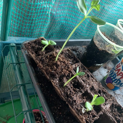 Grow Baggie Ready to Go Fast Germination Seed Kit Includes Organic ...