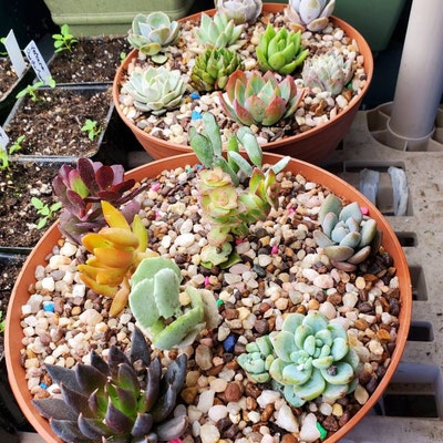 Assorted Live Rooted Succulent Plugs Great for Baby Showers - Etsy