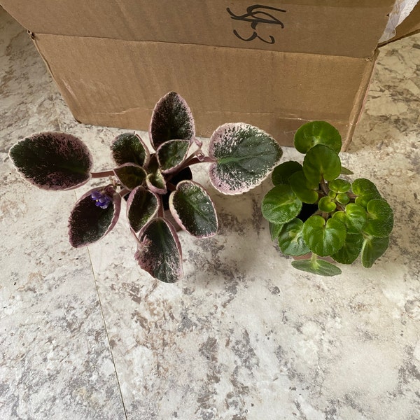 Dendrobium Dawn Maree X Peng Seng Not in Bloom - Etsy