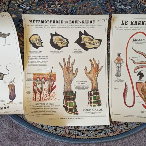 Large ANATOMY Plate of MELUSINE (60X80 Cm) "metamorphosis Deyrolle ...