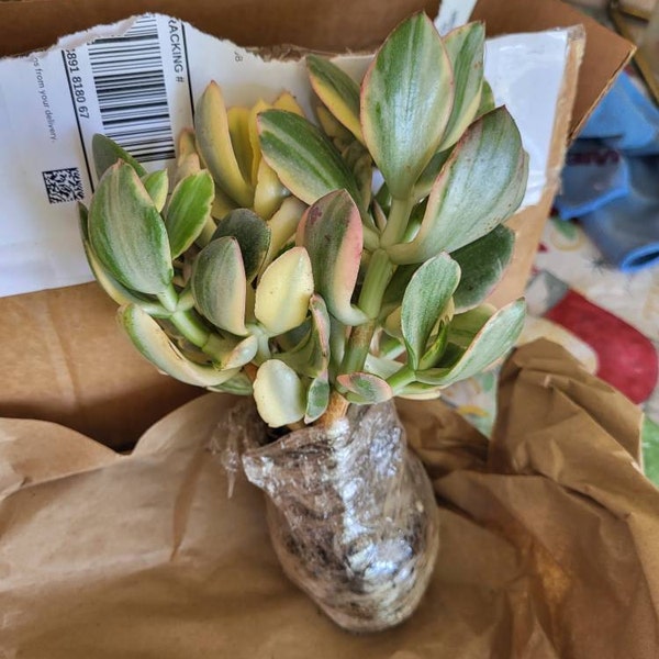 Tylecodon Paniculatus Bonsai Tree Cactus Plant Succulent-easy to Grow ...