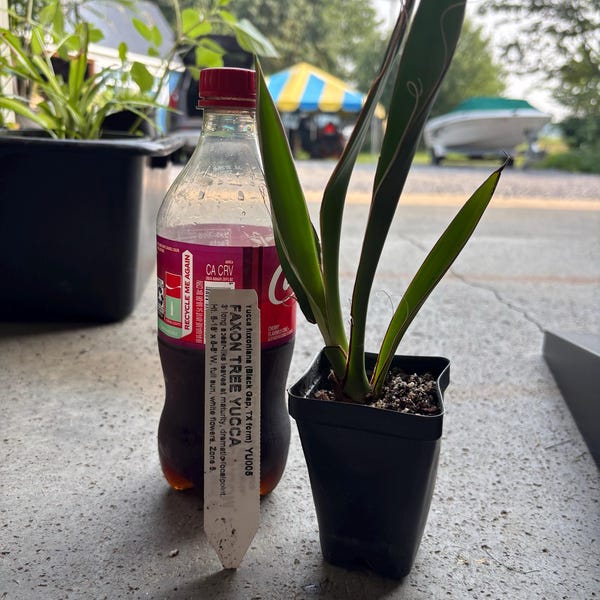 OP027: Opuntia Debreczeyi 'alberta Sunset' (spineless Cat's Paw Cactus ...