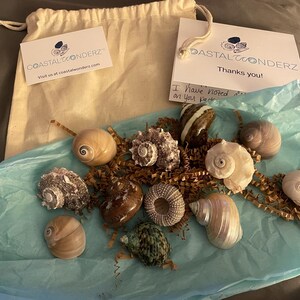 Grey Bonnet Seashell for Coastal Beach Home Decor and Crafts Overall ...