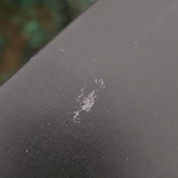 Sphinx Skeleton, Curiosity Cabinet - Etsy