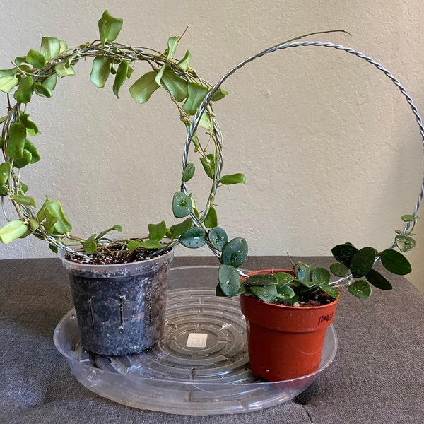 Set of 3, (9in Dia X 14in) Large Round Trellis for Indoor House Plants ...