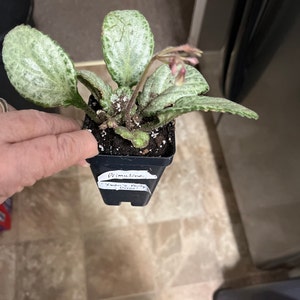 Begonia monica - Etsy