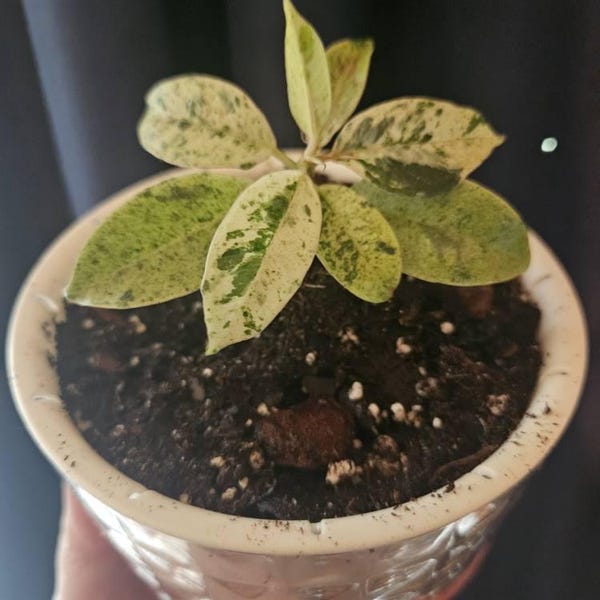 Blushing Lilac Cuttings 'krasavitsa Moskvy' Live Plant Cutting No Roots ...