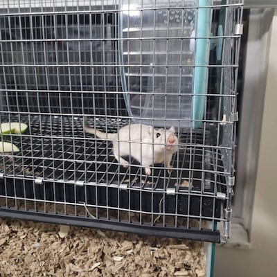 36.5x19 30 or 40 Gallon Breeder Aquarium Cage Topper One Story Front ...