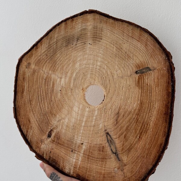 Natural Silver Birch Hardwood Round Log Slices Rustic Green Hard Wood ...