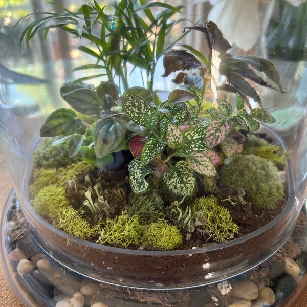 Pixie Cup Lichen. Live Pixie Cup Lichen Specimens for Terrarium, Moss ...