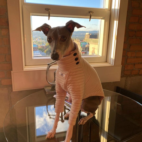 Italian Greyhound/whippet Navy Blue Hoodie With Stripes, Dog Clothes ...