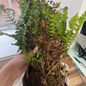 Carex Lurida Shallow Sedge Bareroot Wetland Restoration Live Plant ...