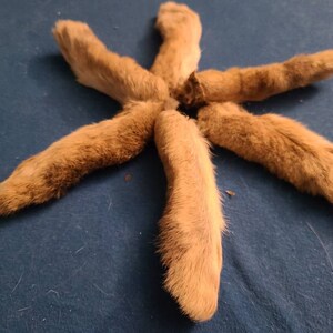 Real XXL Beaver Skull Gothic Unique Gift Halloween Witchcraft Cabin Man ...