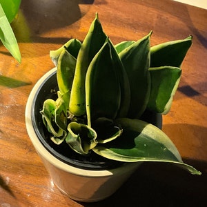 Tylecodon Paniculatus Bonsai Tree Cactus Plant Succulent-easy to Grow ...