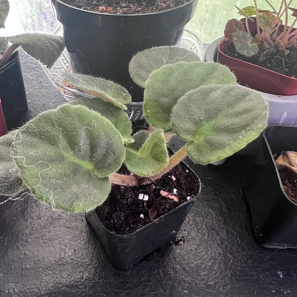 Rockin Robin African Violet Starter Plant (ALL Starter PLANTS Require ...