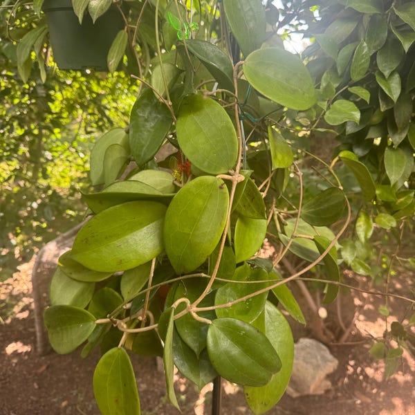 Hoya Quinquenervia in 4.5”pot - Rare Hoya - Wax Plant - Exact Plant ...