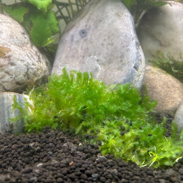 Live Aquarium Plants, Mix Moss Subwassertang, Round Pelia, Monosolenium ...