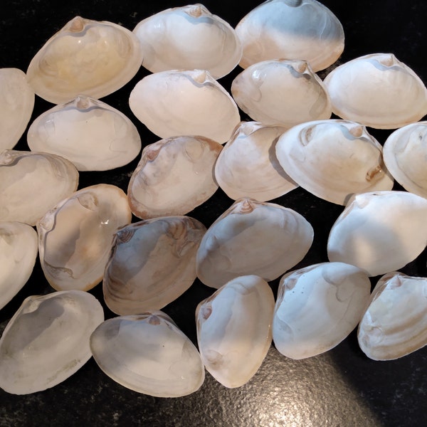 25 Oyster Shells | New York Oyster Shells | Ocean Tumbled | Surf ...