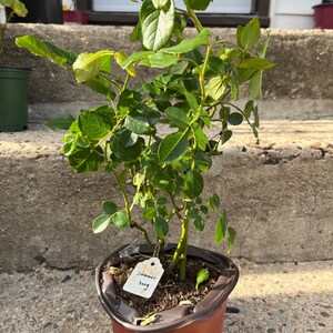 Rare New Rose. Red Juicy Terrazza. 红果汁flower Machine. Continue Blooming ...