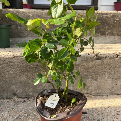 Rare New Rose. Red Juicy Terrazza. 红果汁flower Machine. Continue Blooming ...