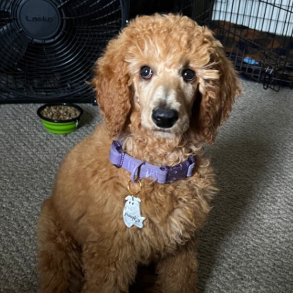 Ghost Pet ID Tag for Dogs and Cats, Ghost Name Tag, Halloween Dog ID ...