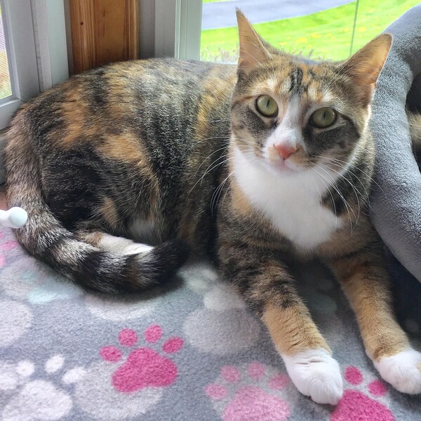 Tortoiseshell Cat, Glass Sculpture, - Etsy